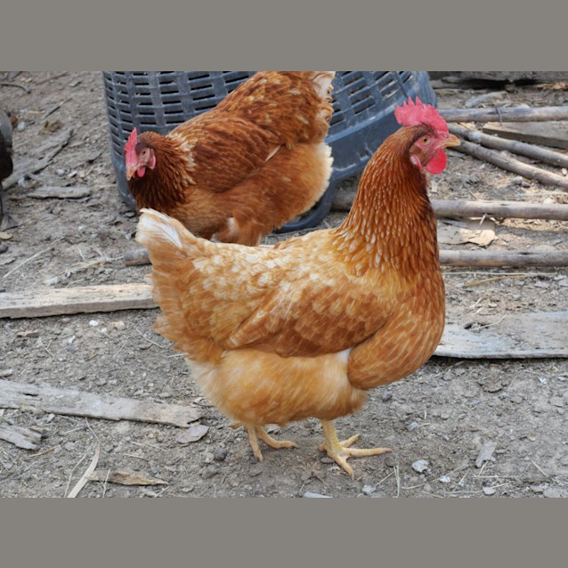 Cluckers - Female Chicken in VIC - PetRescue