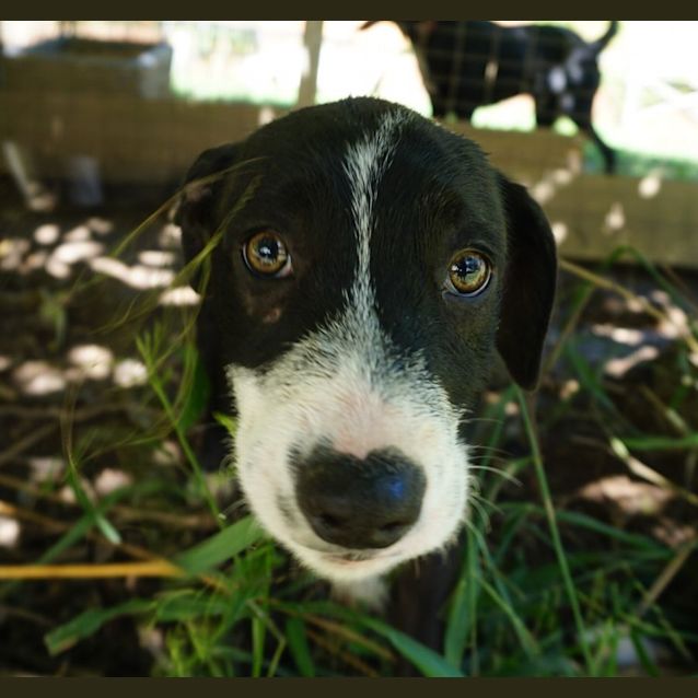 Zoe - Medium Female Border Collie x Kelpie x Irish Wolfhound Mix Dog in ...