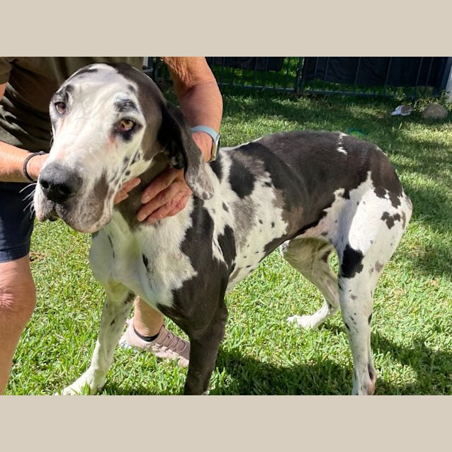 Delilah - Large Female Great Dane Dog in QLD - PetRescue