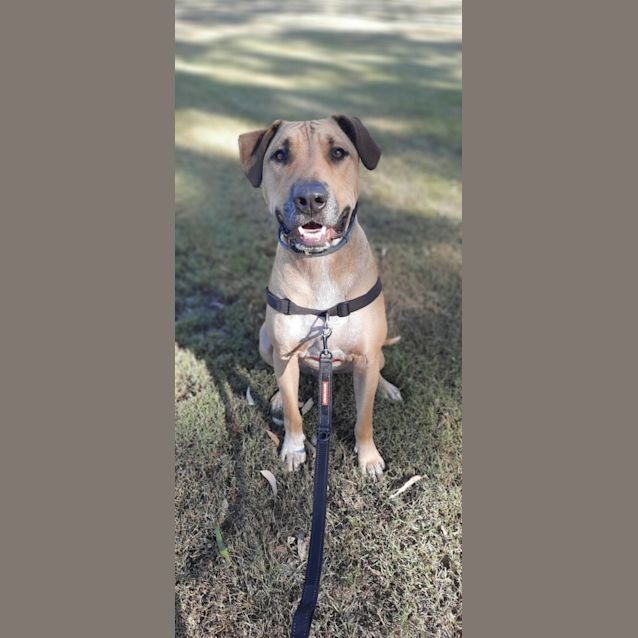 Wilfred - Large Male Irish Wolfhound x Rhodesian Ridgeback Mix Dog in ...