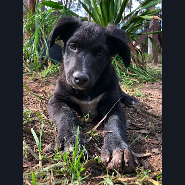 Rocco - Medium Male Kelpie x Border Collie Dog in NSW - PetRescue
