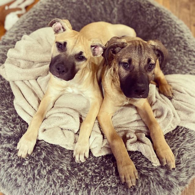 Flame - Medium Male Staffordshire Bull Terrier x Belgian Shepherd ...