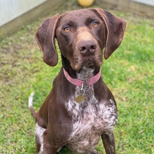 Heidi - Large Female German Shorthaired Pointer Dog in VIC - PetRescue