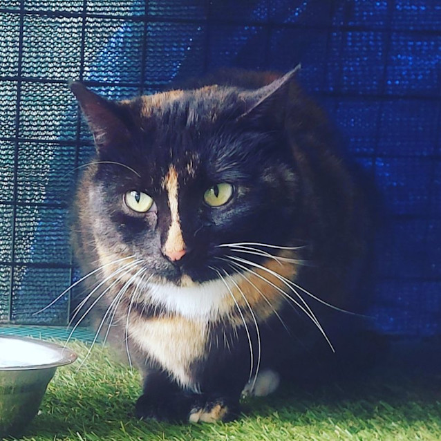 Annalisa 🌹 - Female Domestic Short Hair Cat in VIC - PetRescue