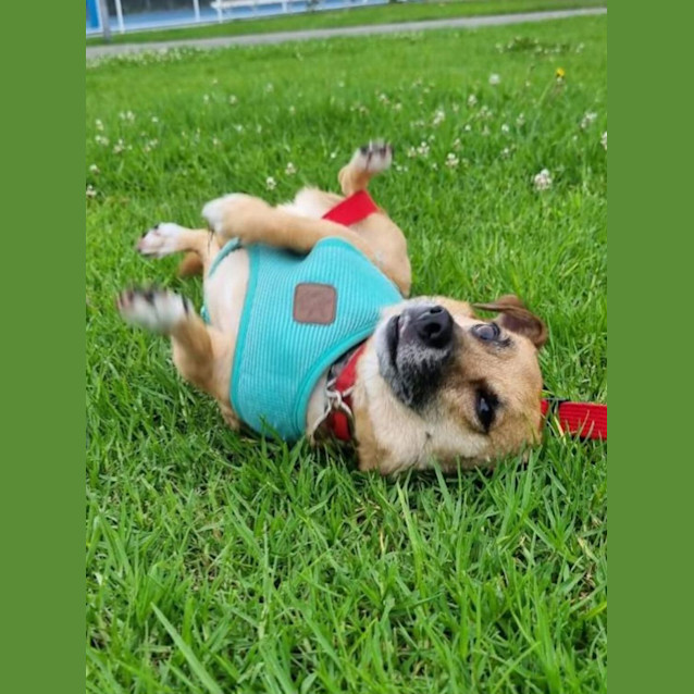 Paddy Patterson - Small Male Jack Russell Terrier Mix Dog in NSW ...