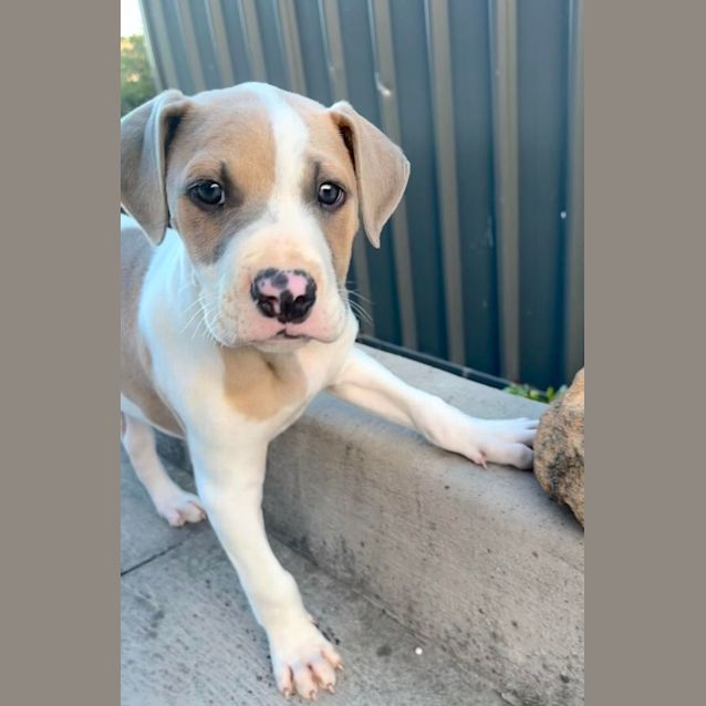 Zeus - 8 Week Old Bull Arab (Trial) - Large Male Bull Arab Dog in NSW ...