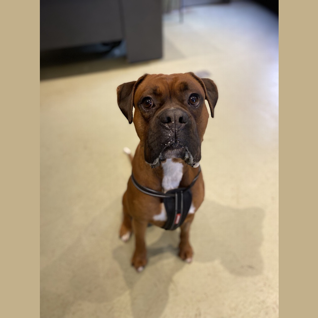 Tank - Large Male Boxer Dog in VIC - PetRescue