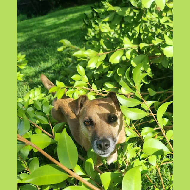 Paddy Patterson - Small Male Jack Russell Terrier Mix Dog in NSW ...