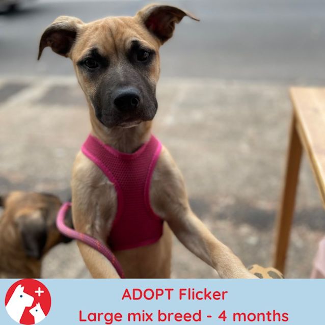 Flicker - Medium Female Staffordshire Bull Terrier x Belgian Shepherd ...