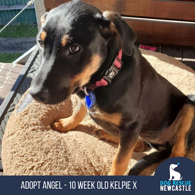 Angel - 14 Week Old Kelpie X - Medium Female Kelpie Mix Dog in NSW - PetRescue