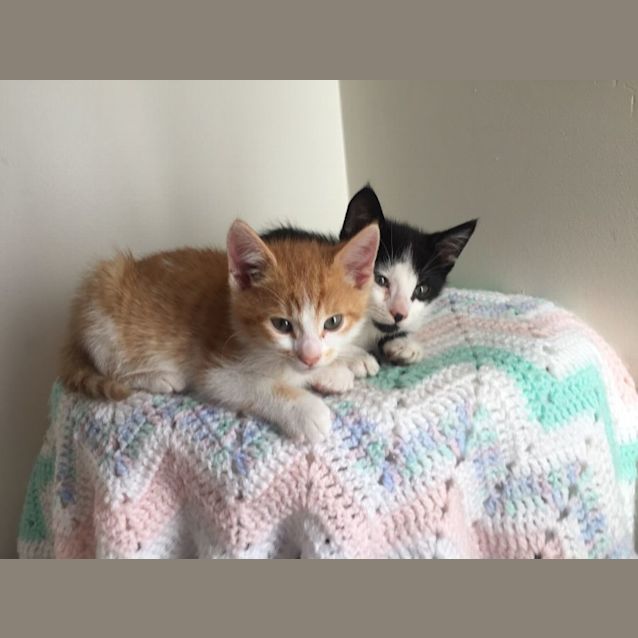 Biscuit - 9 Week Old Domestic Short Hair - Male Domestic Short Hair Cat ...