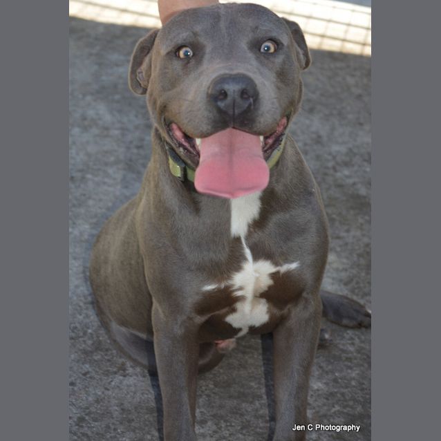 Zeus ** A Purebred Blue Staffy ** - Large Male Staffy Dog in NSW ...