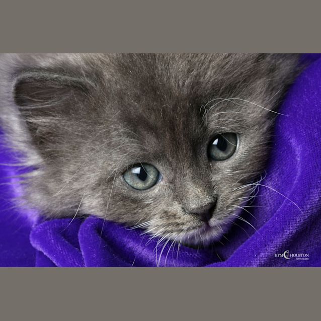 Mishka Id 7930 - Female Dlh Cat in VIC - PetRescue