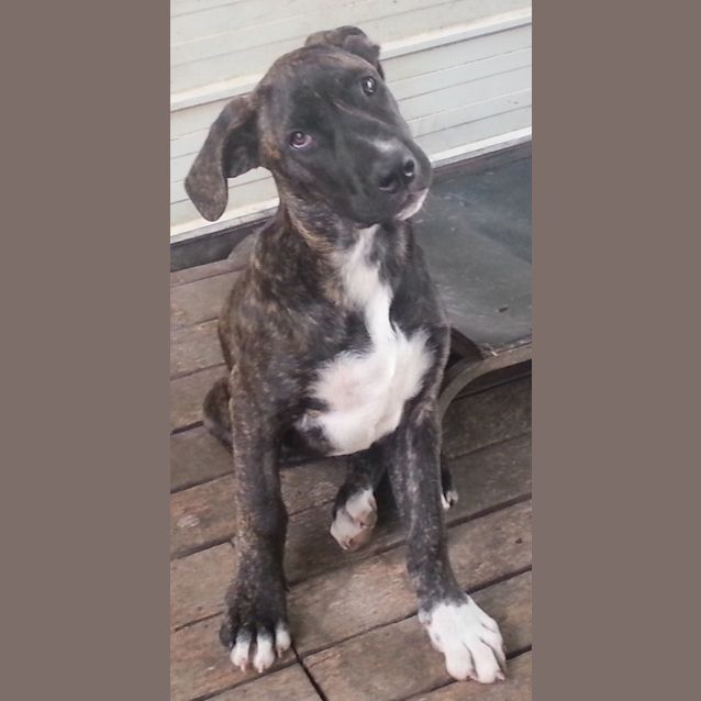 Bronson - Large Male Bull Arab x Great Dane x Mastiff Mix Dog in QLD ...
