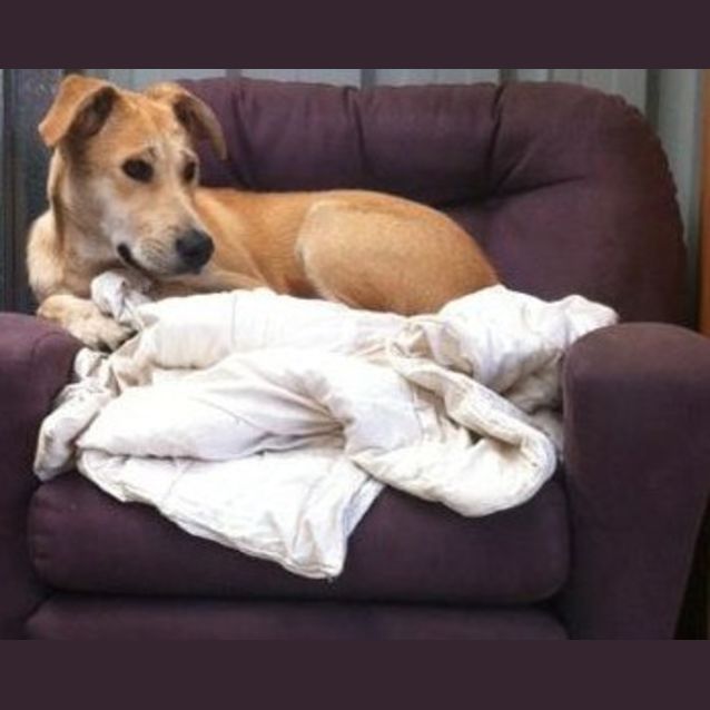Pixie-12 month lab x dingo pup - Medium Female Labrador Mix Dog in WA ...