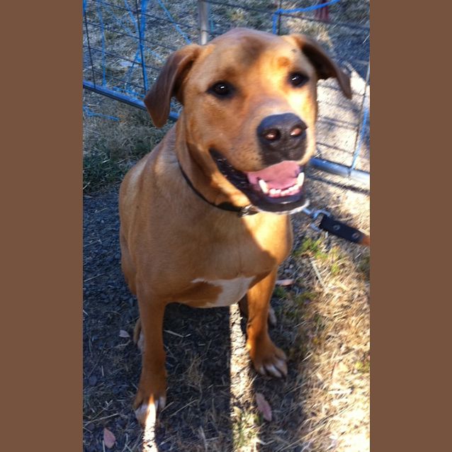 Buddy - Large Male Rhodesian Ridgeback x Bullmastiff Mix Dog in VIC ...