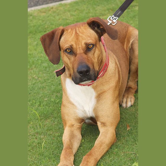 Boss - Medium Male Mastiff x Rhodesian Ridgeback Mix Dog in WA - PetRescue