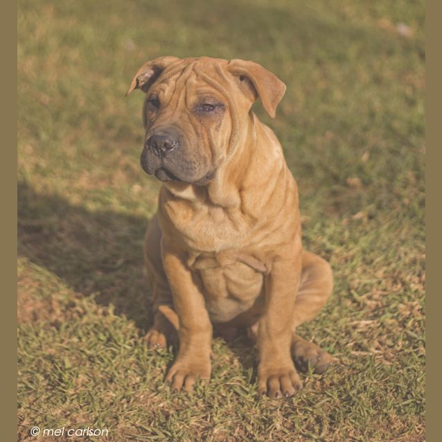 Oscar - Large Male Shar Pei x Staffy Mix Dog in NSW - PetRescue