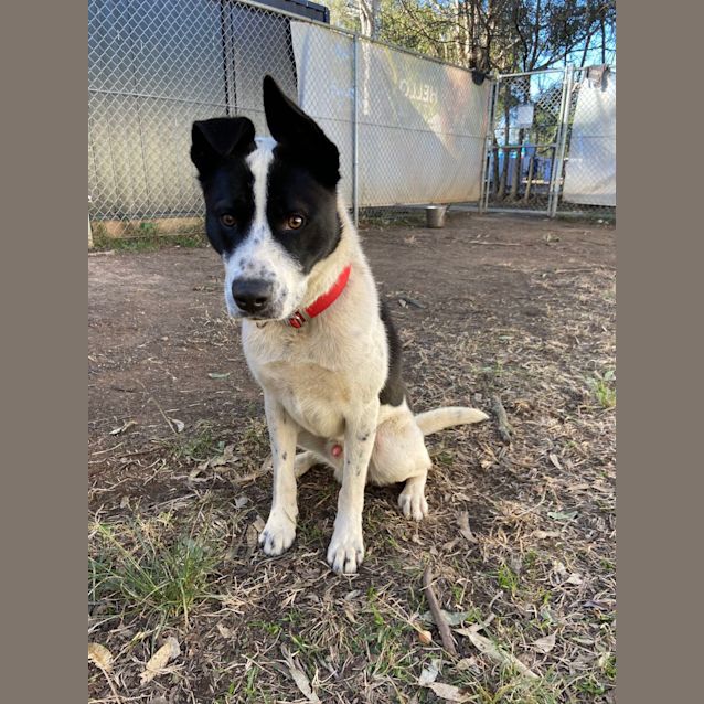Rex - Medium Male Samoyed x Staffy Dog in NSW - PetRescue