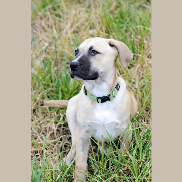 Maverick - Large Male Rhodesian Ridgeback x Mastiff Mix Dog in VIC ...