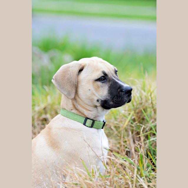 Maverick - Large Male Rhodesian Ridgeback x Mastiff Mix Dog in VIC ...