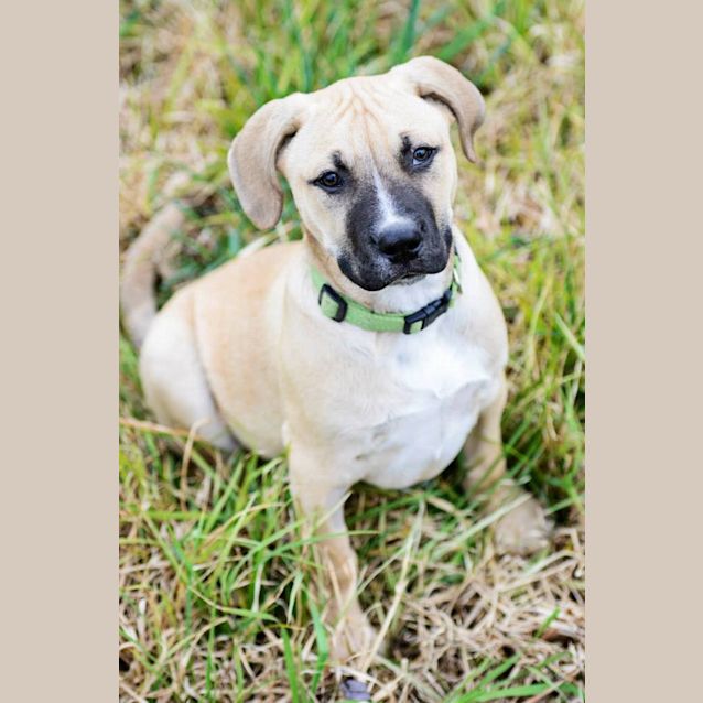 Maverick - Large Male Rhodesian Ridgeback x Mastiff Mix Dog in VIC ...