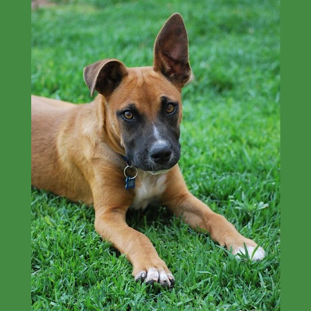 Kenny *On Trial in His New Home* - Medium Male Kelpie x Rhodesian ...