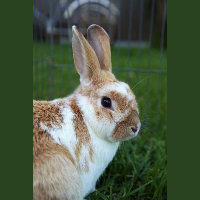 Norbit - Male Rabbit in NSW - PetRescue