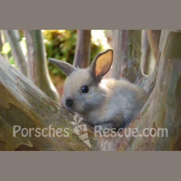 Avoka - Female Rabbit in NSW - PetRescue