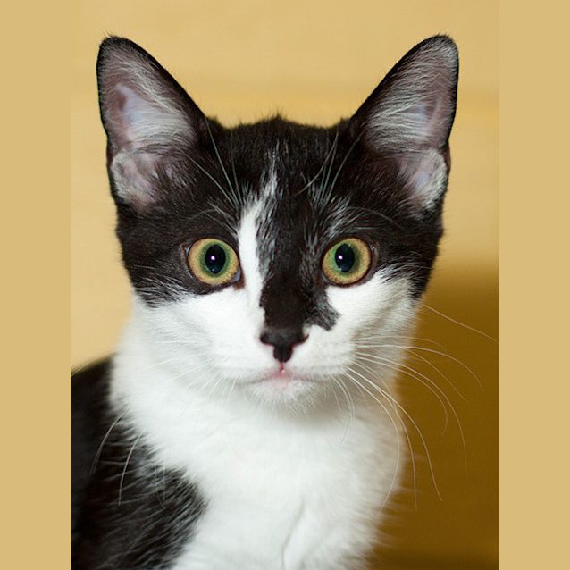 Chyna - Female Domestic Short Hair Mix Cat in QLD - PetRescue
