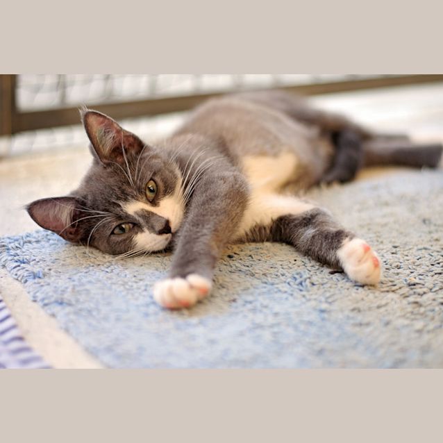 Buttons - Female Domestic Short Hair Mix Cat in QLD - PetRescue