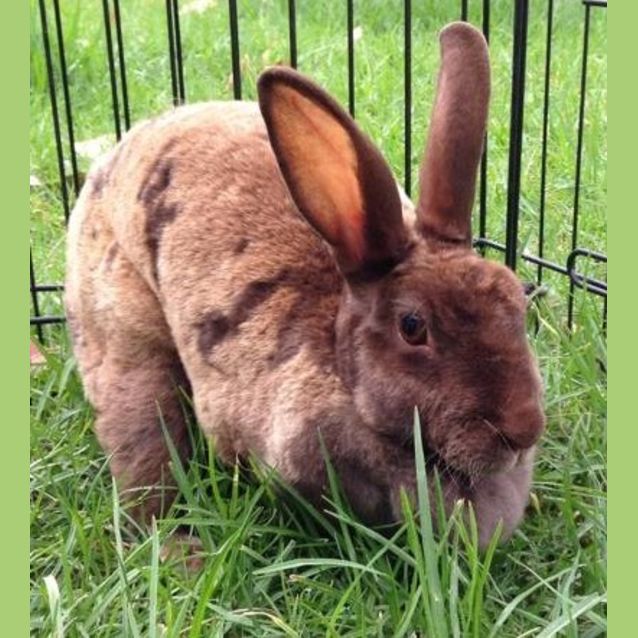 Ruby (Squawks Pet Store) - Female Rex Rabbit in NSW - PetRescue