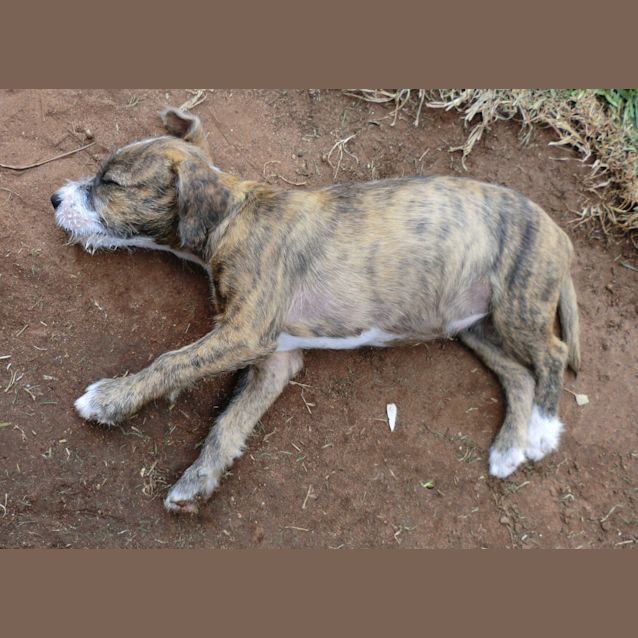 Sienna *On Trial in Her New Home* - Small Female Maltese x Shih Tzu x ...
