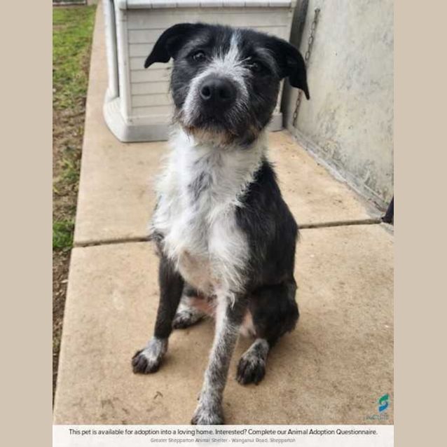 Cookie - Large Female Smithfield Cattle Dog Mix Dog in VIC - PetRescue