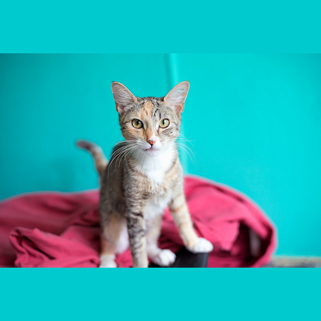 Patty Cake - Female Domestic Short Hair Mix Cat in QLD - PetRescue