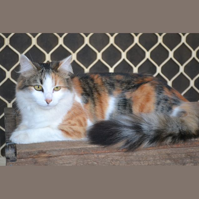 Molly - Female Domestic Medium Hair Cat in NSW - PetRescue
