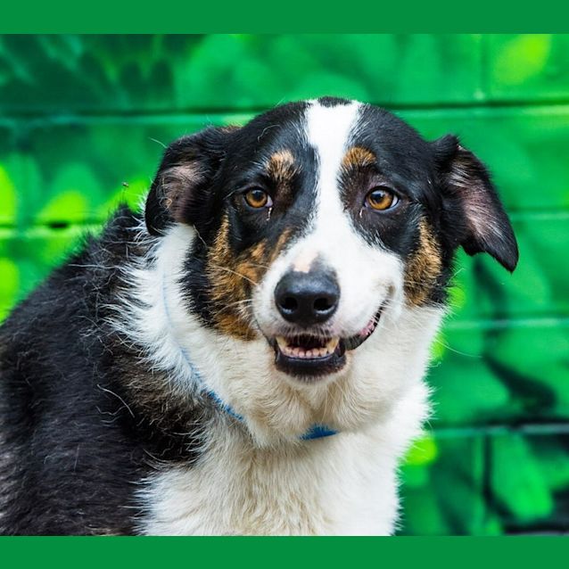 Prince ** Just A Delightful Boy ** - Large Male Border Collie Mix Dog ...