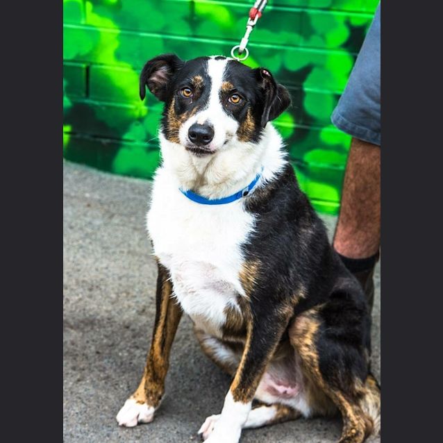 Prince ** Just A Delightful Boy ** - Large Male Border Collie Mix Dog ...