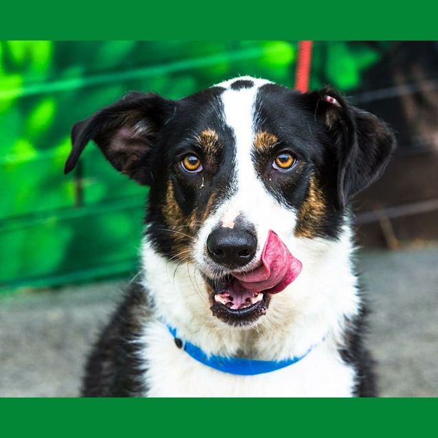 Prince ** Just A Delightful Boy ** - Large Male Border Collie Mix Dog ...