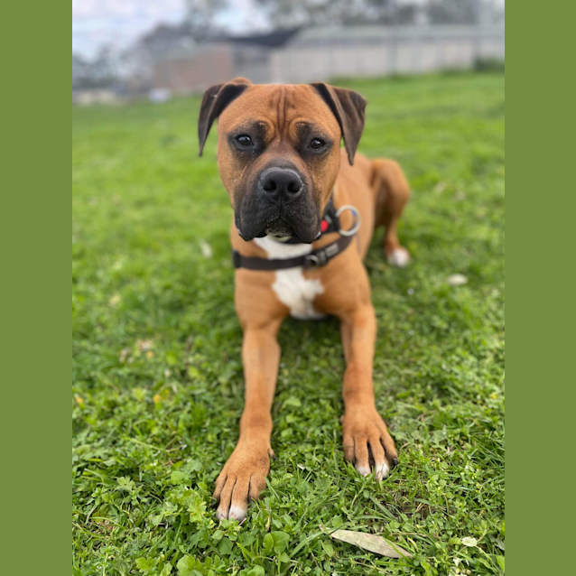 Arlo - Large Male American Bulldog x Boxer Mix Dog in VIC - PetRescue