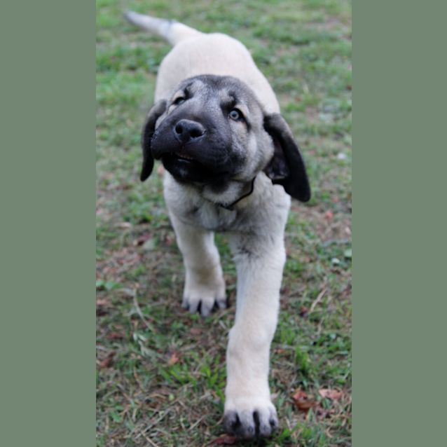 Super-Puppy - Large Male Anatolian Shepherd Dog in VIC - PetRescue