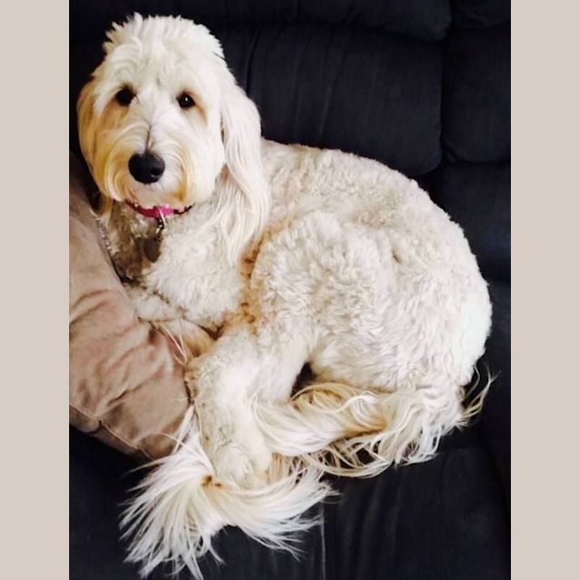 Billie - Beautiful Groodle - Large Female Golden Retriever x Poodle Mix ...