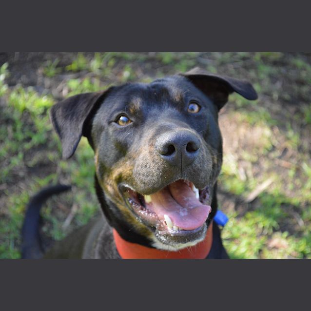 Buddy D0343 - Large Male Huntaway Mix Dog in WA - PetRescue