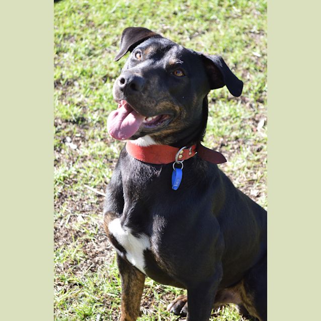 Buddy D0343 - Large Male Huntaway Mix Dog in WA - PetRescue