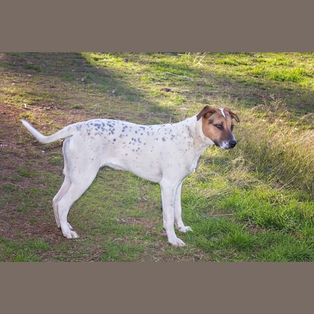 Duke - Medium Male Pointer Mix Dog in NSW - PetRescue