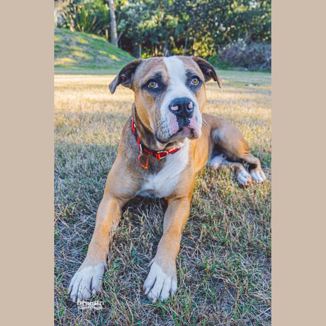 Biff - Large Male Mastiff x Boxer Mix Dog in QLD - PetRescue