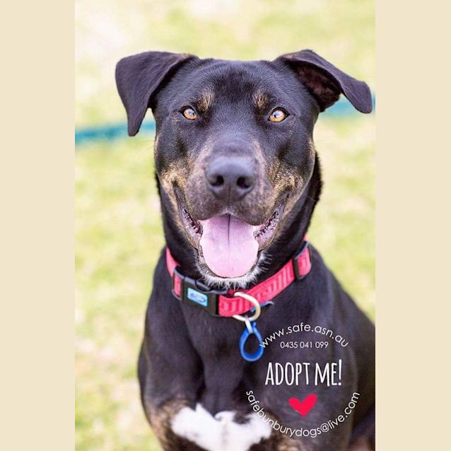 Buddy D0343 - Large Male Huntaway Mix Dog in WA - PetRescue
