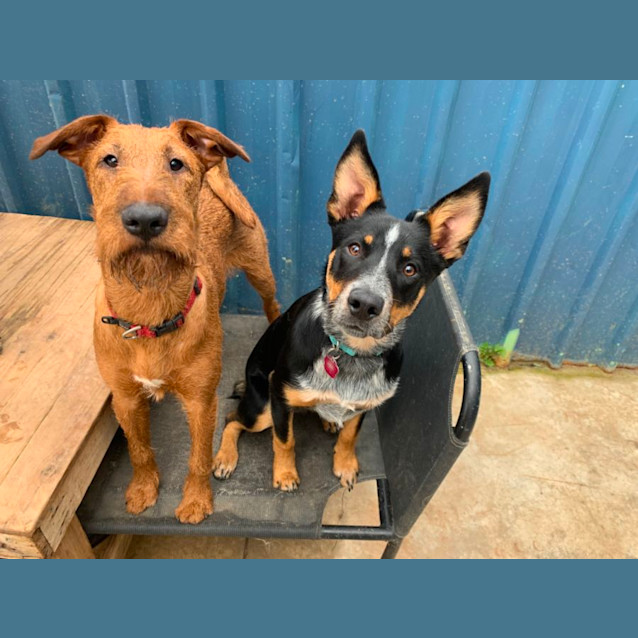 Kirra - Medium Female Kelpie x Australian Cattle Dog Mix Dog in SA ...