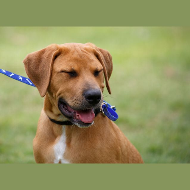 Dex ~ Ridgeback x Lab Puppy ~ On Hold 5/2/16 - Large Male Labrador x ...