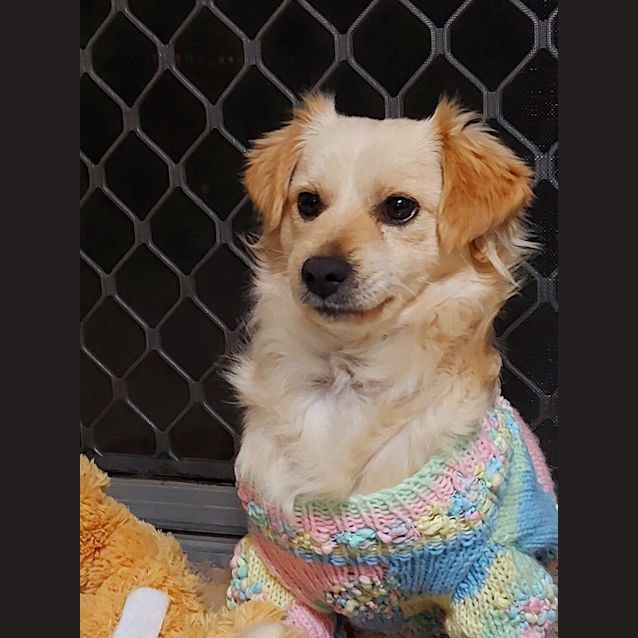 Schnitzel - Small Male Jack Russell Terrier x Cavalier King Charles ...